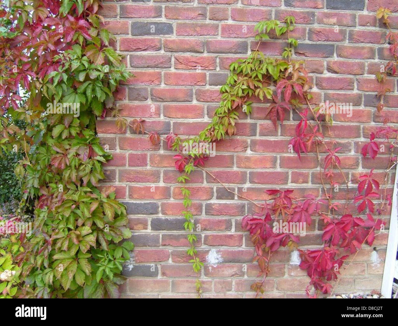 A close-up shot of a creeper brick, which is a type of brick featuring ...