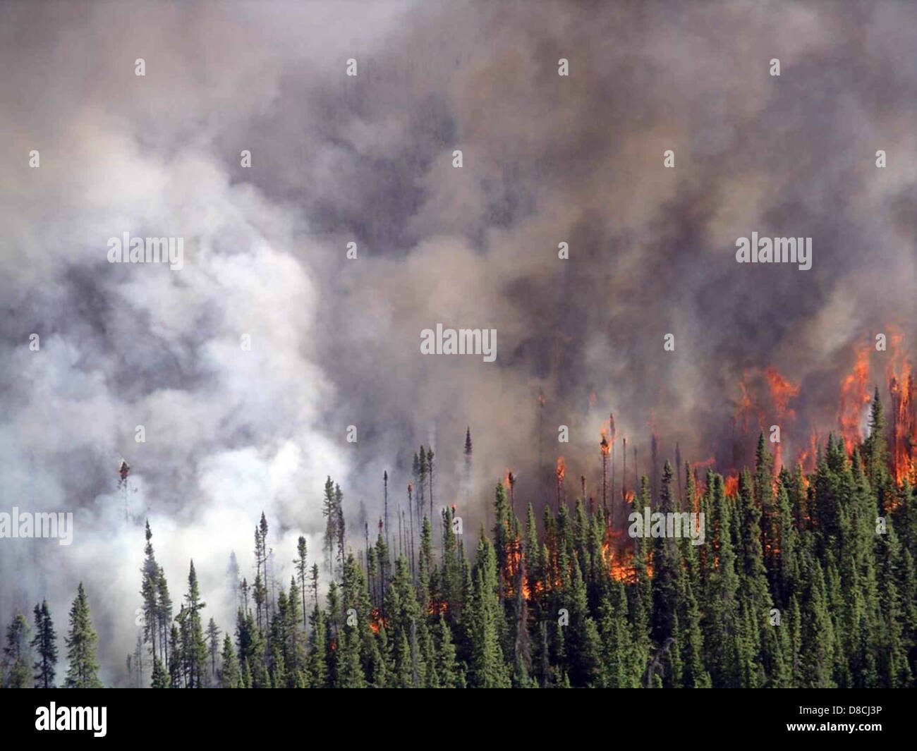 A wildfire breaking out in a spruce forest, with intense flames and smoke, highlighting the ...