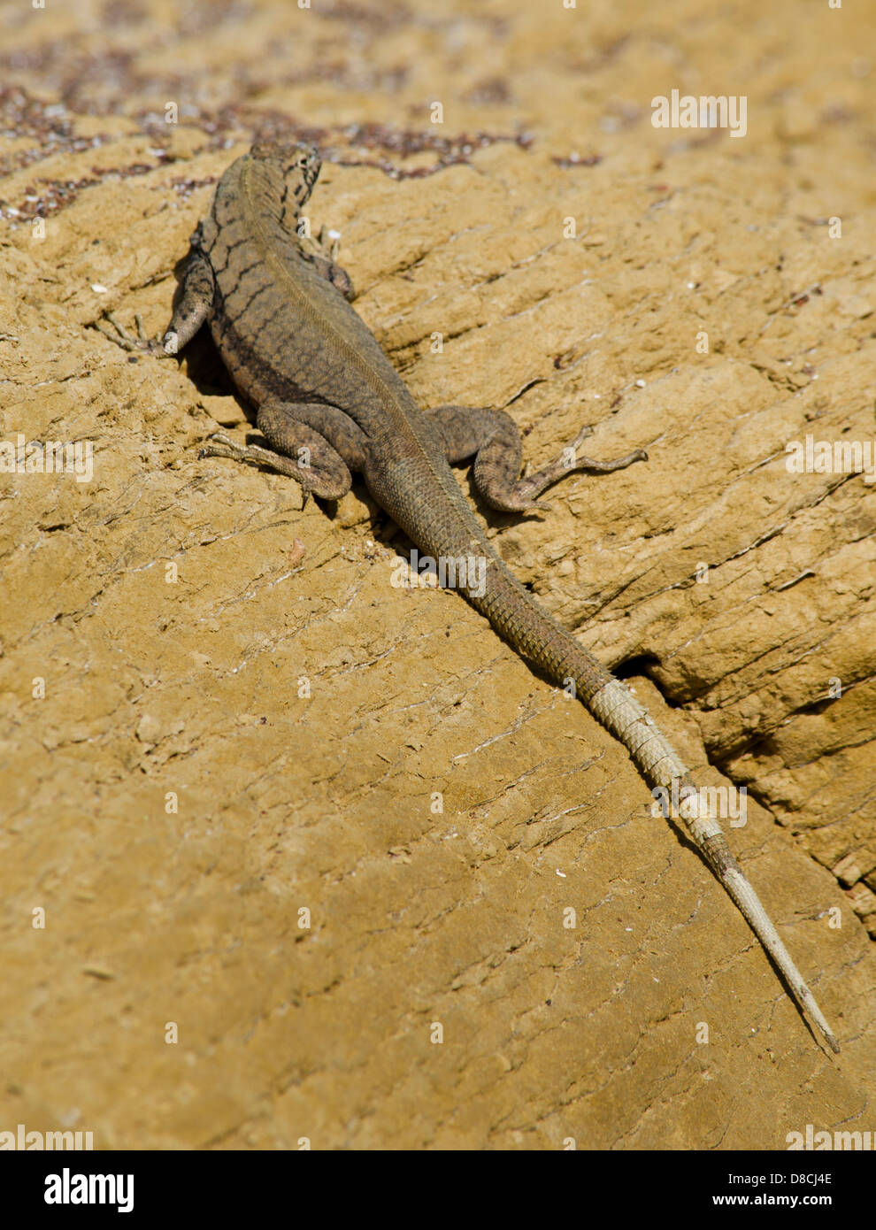 Paracas National Reserve. Peru. Peru Pacific Iguana Microlophus ...