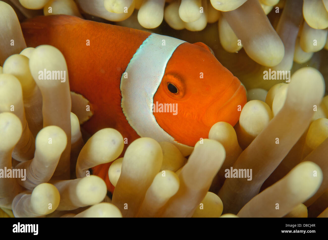 False clown anemonefish, Amphiprion ocellaris, at Mandarin Valley ...