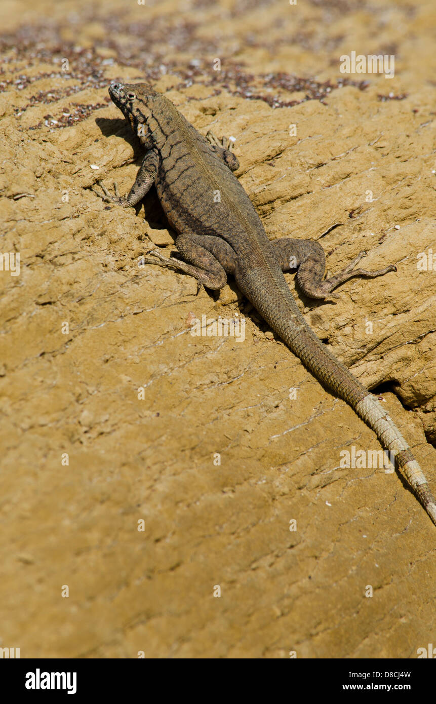 Paracas National Reserve. Peru. Peru Pacific Iguana Microlophus ...
