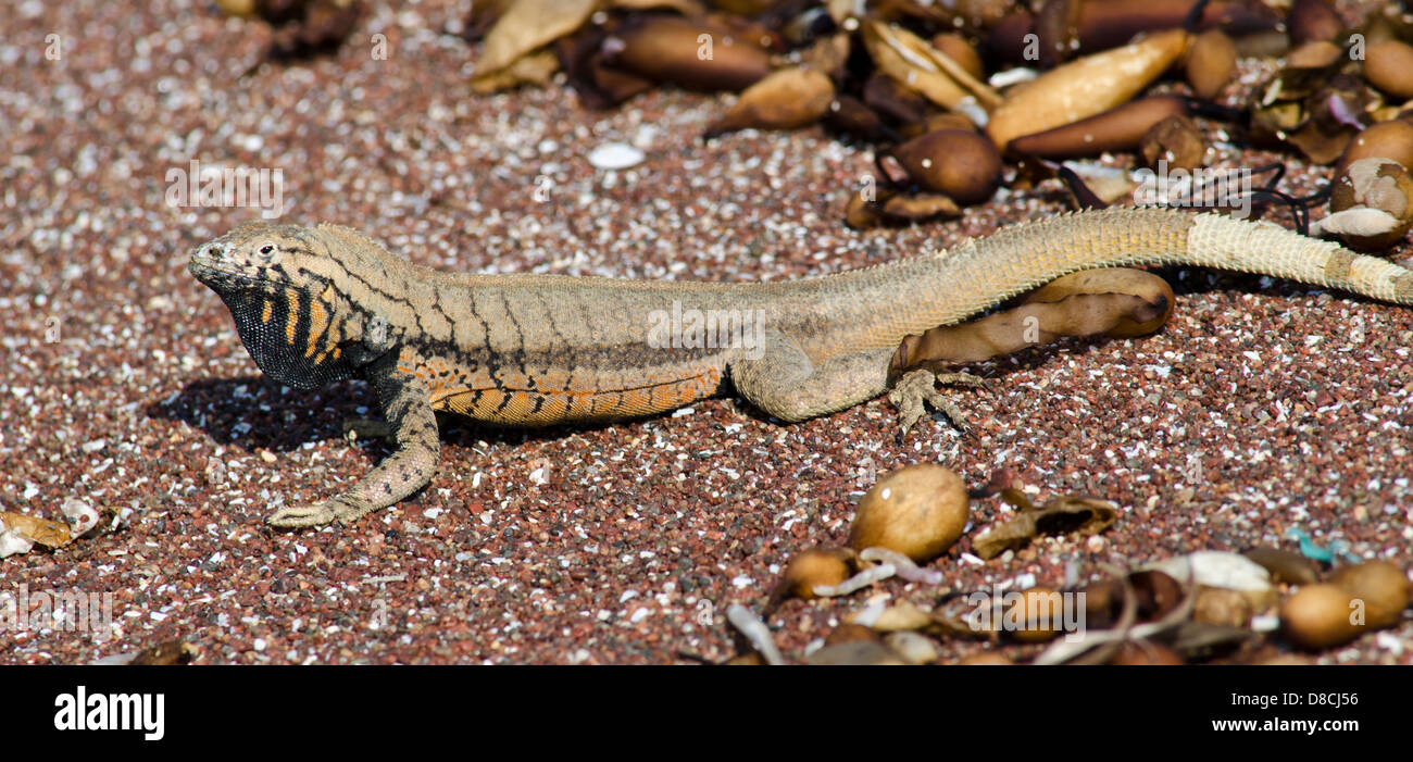 Paracas National Reserve. Peru. Peru Pacific Iguana Microlophus ...