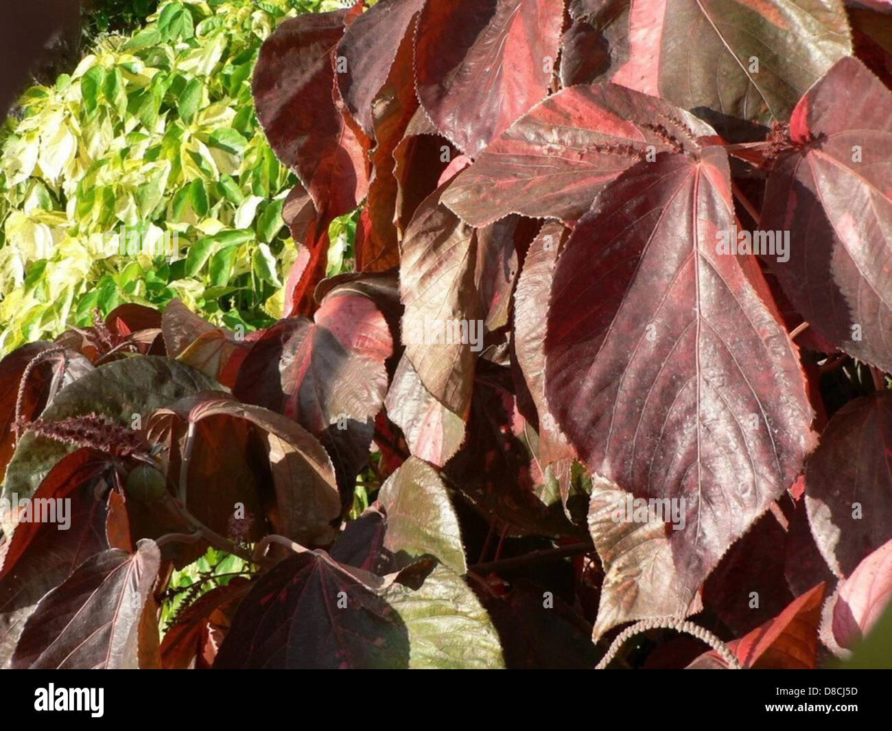 A close-up of dark red colored leaves, likely from a tree or shrub ...
