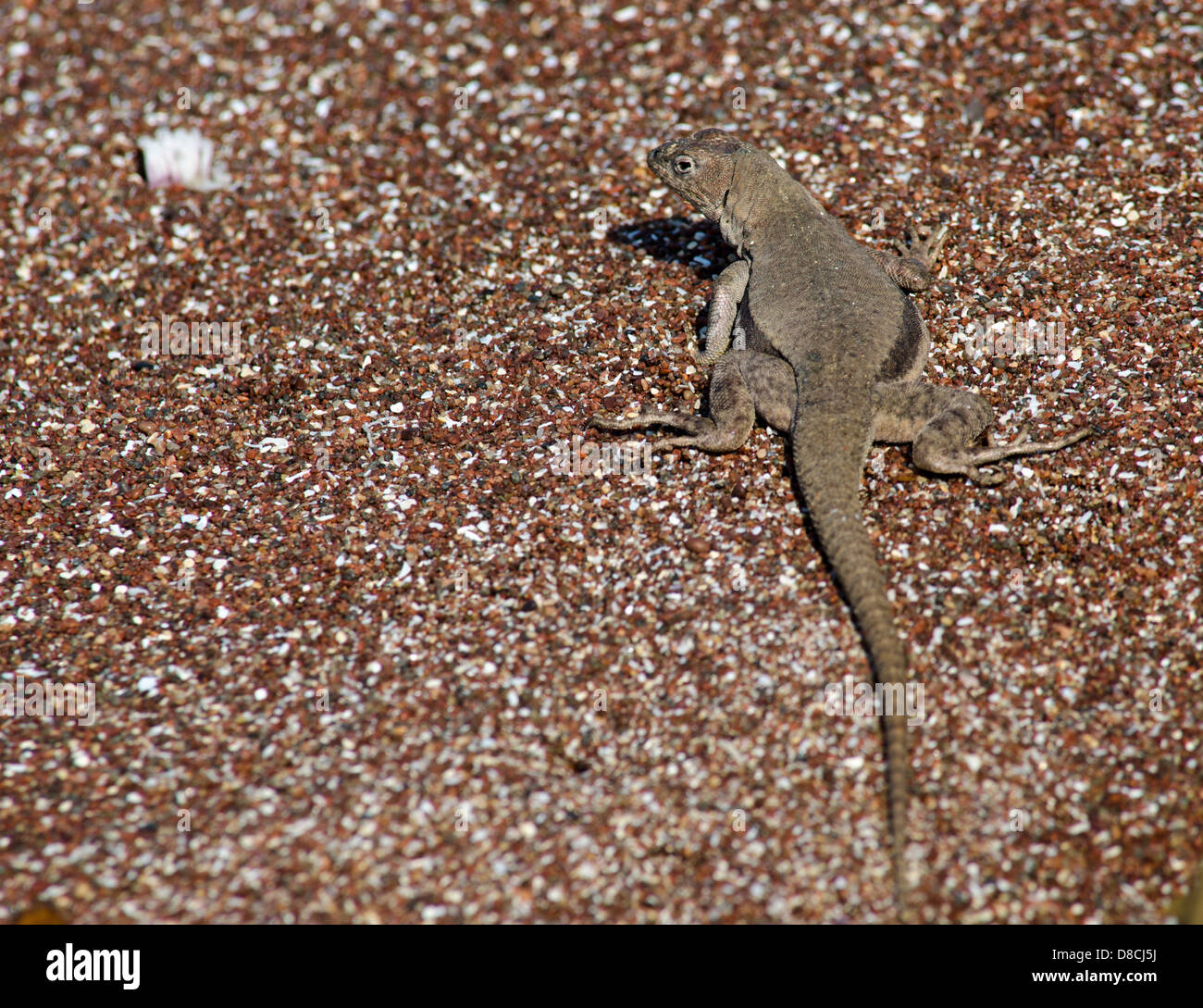 Paracas National Reserve. Peru. Peru Pacific Iguana Microlophus ...