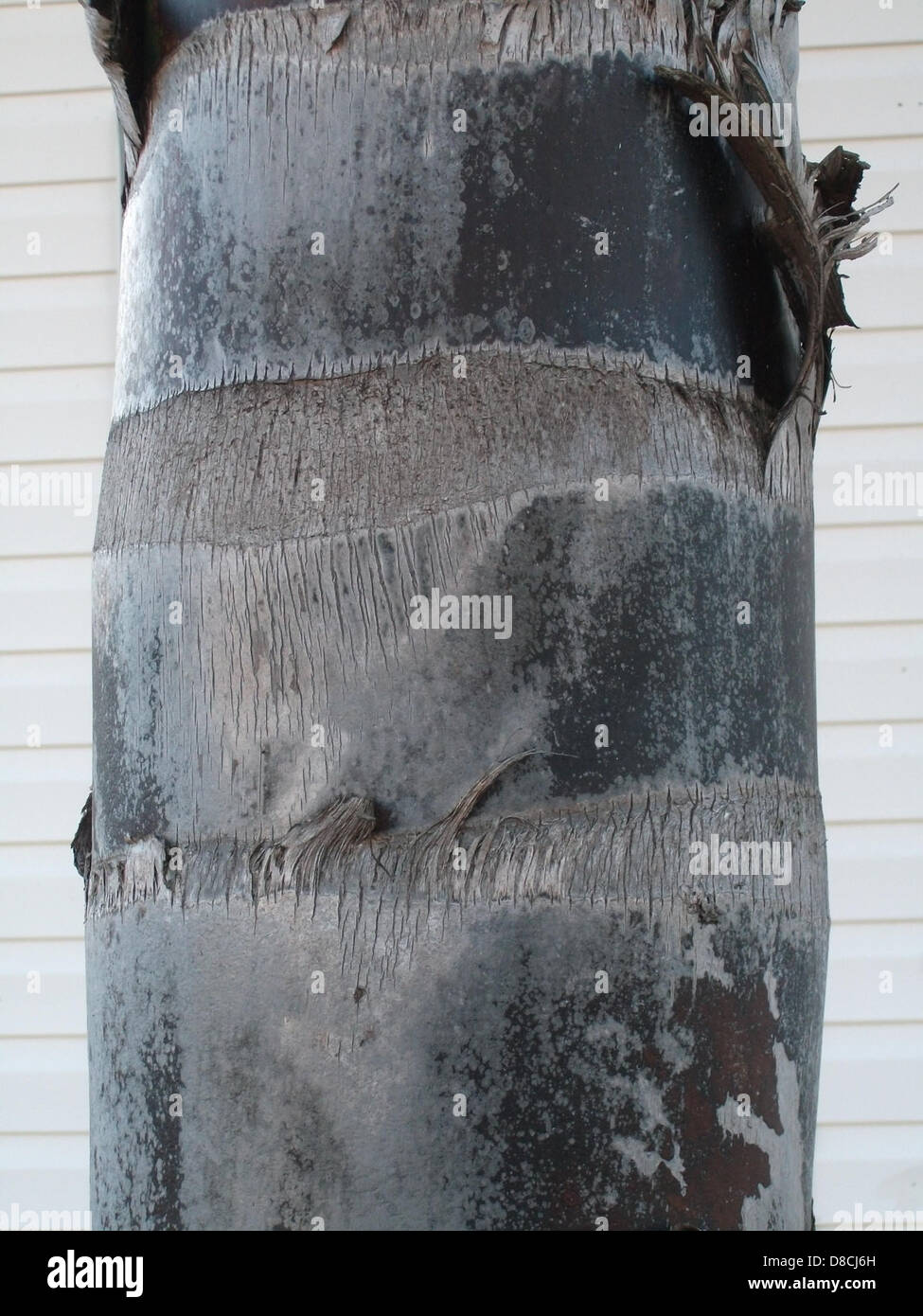 Date palm trunk Stock Photo - Alamy