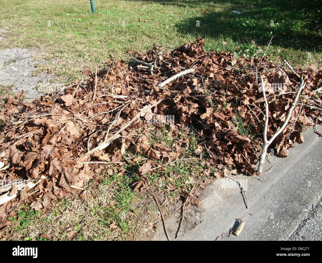 Dry, dead foliage scattered across the ground. The decaying leaves and ...