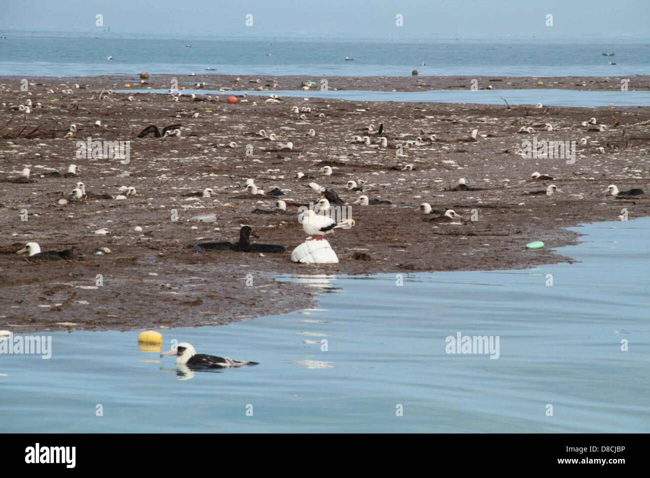This stock photo depicts debris in a lagoon with injured birds. The ...
