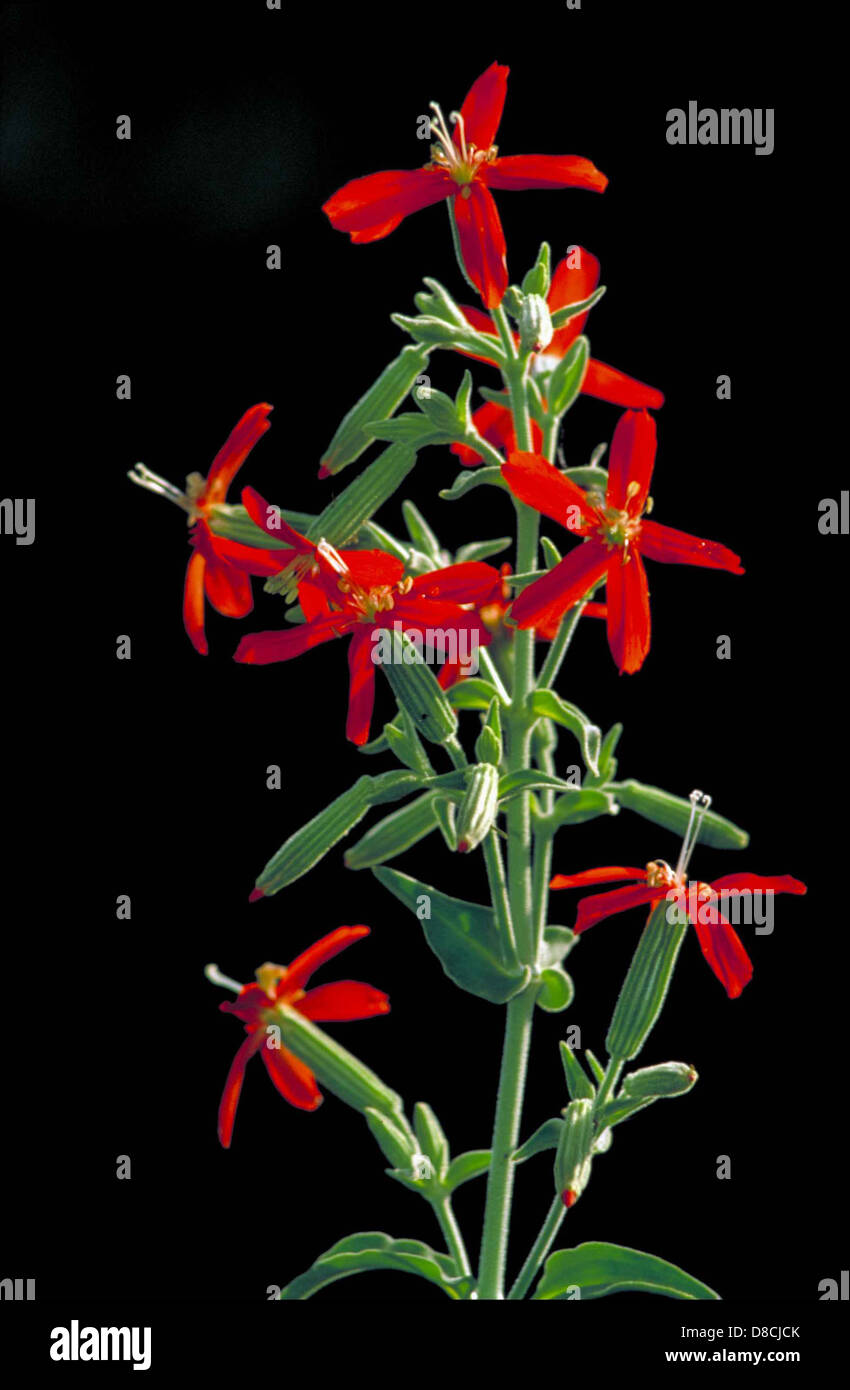 Deep red royal catchfly flower with white center silene regia Stock ...