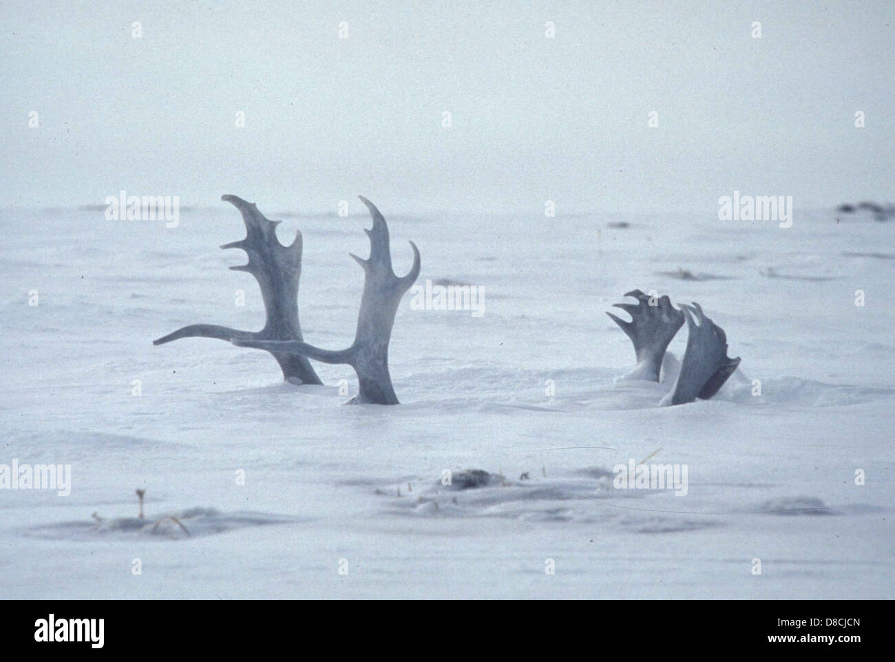 Deep snow covers deer antlers Stock Photo - Alamy