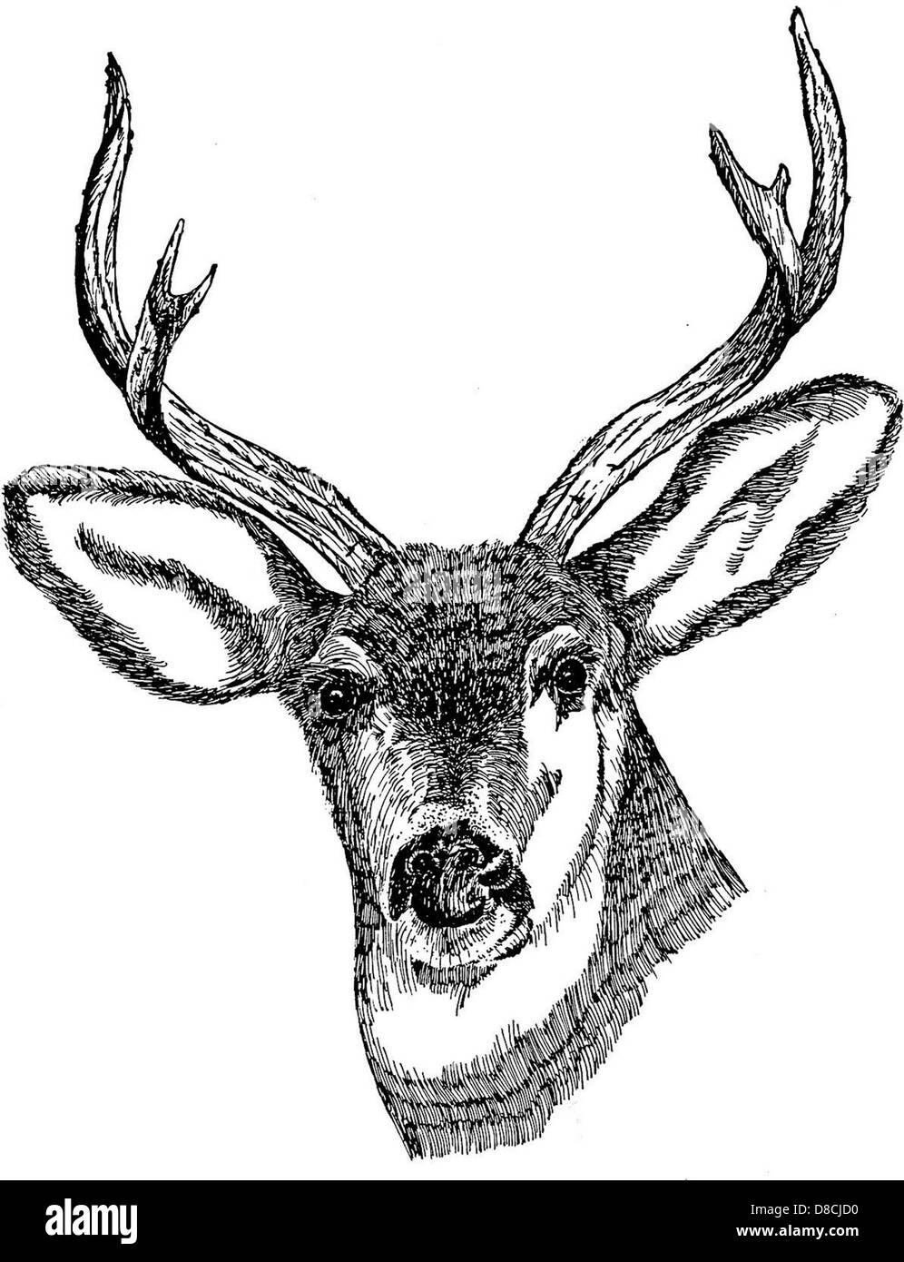 Deer head drawing art Stock Photo - Alamy