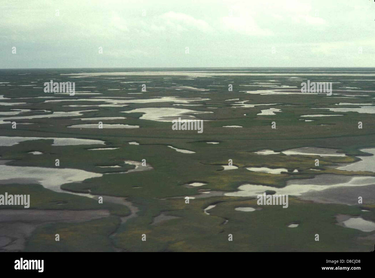 A scenic view of the Delta swamps, featuring wetlands and water ...