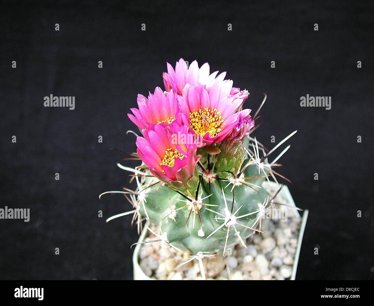 A desert cactus displayed in a photography studio, highlighting its ...