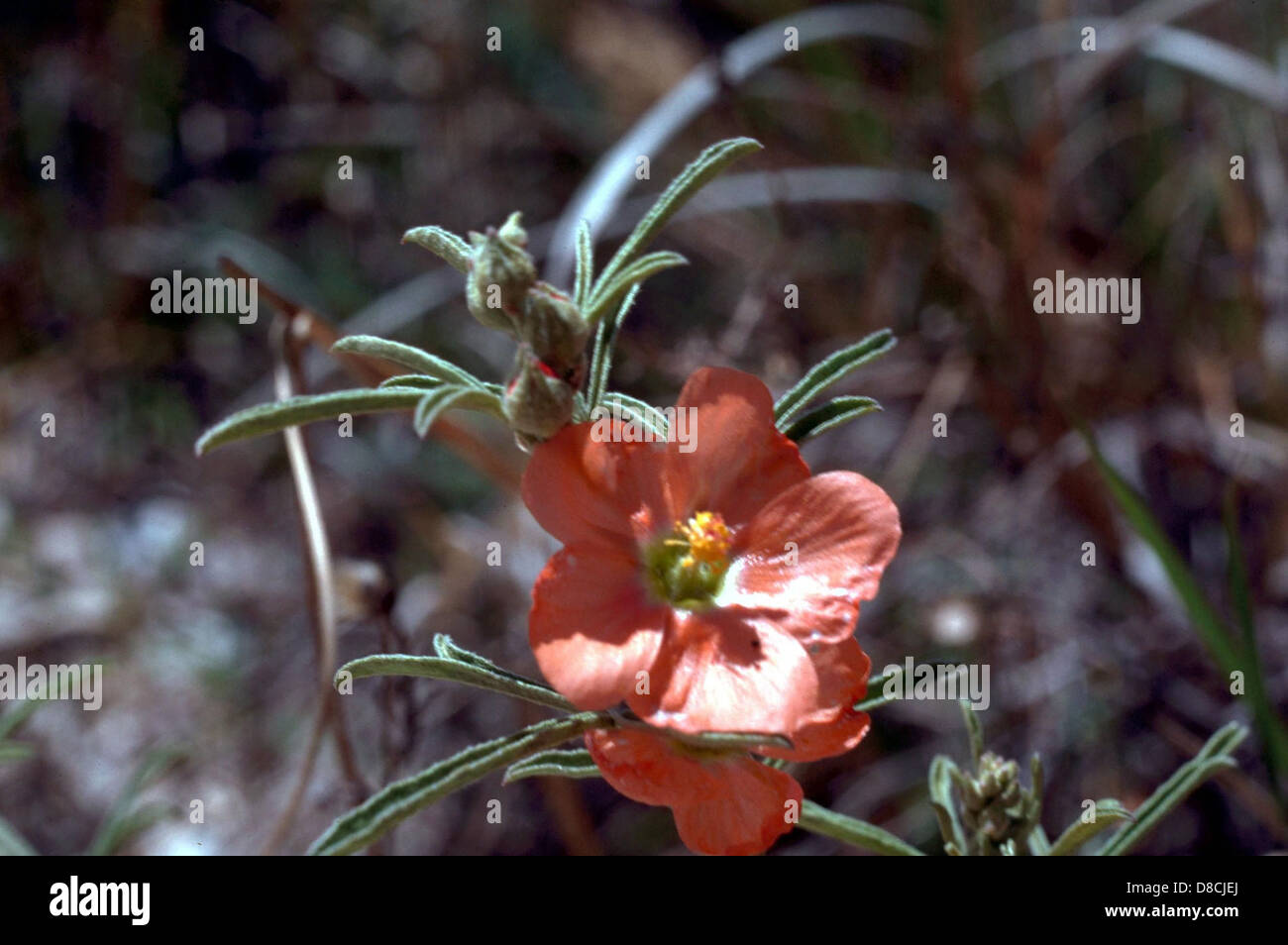 A vibrant desert mallow flower blooms in the arid desert landscape. Its ...