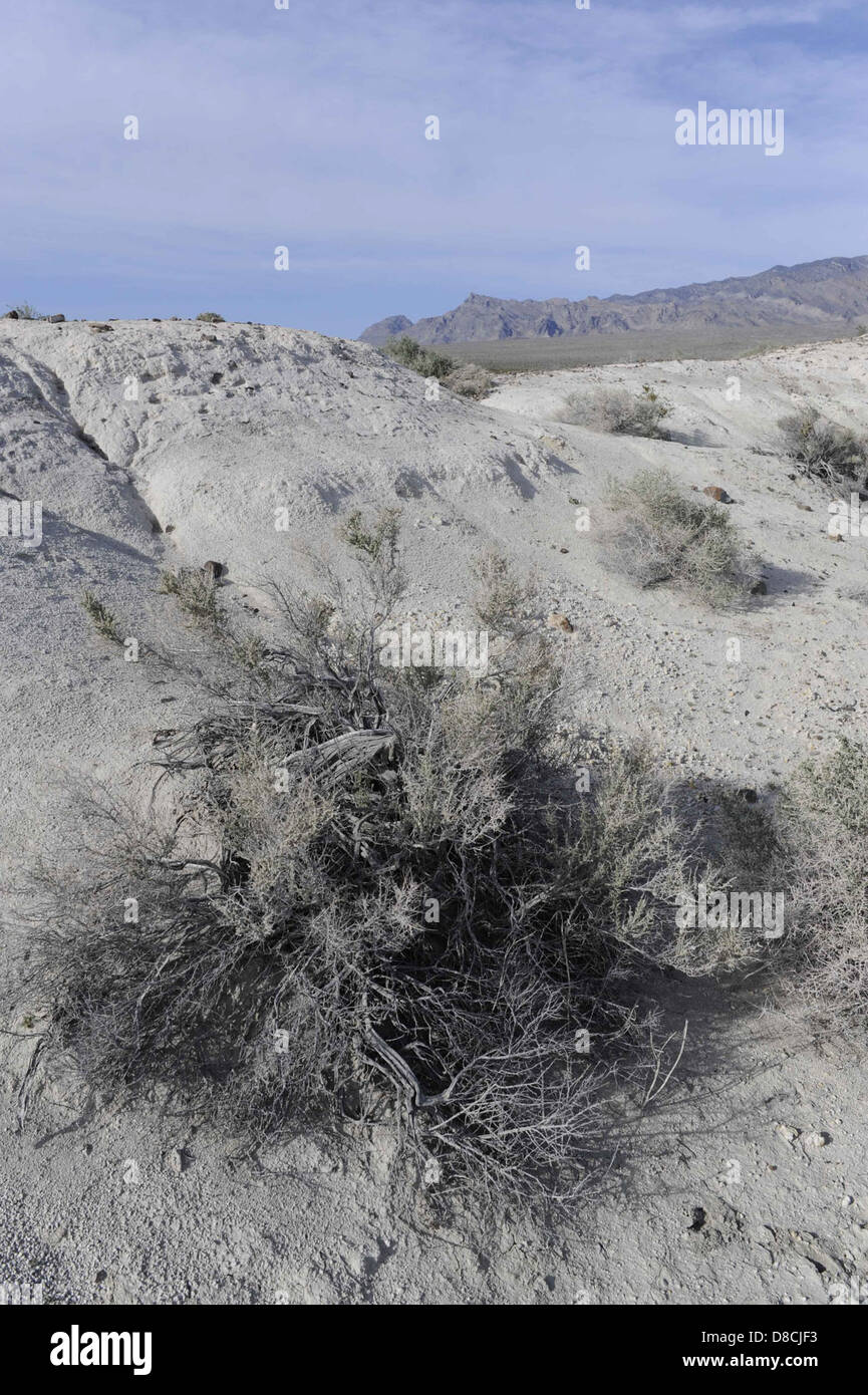 Various desert plants growing on sand in a dry, arid landscape. These ...