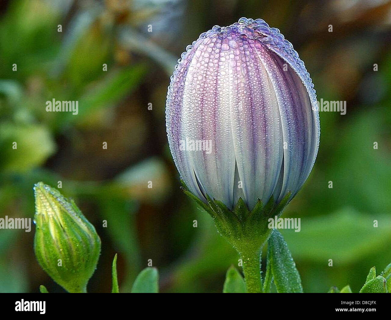 A dew-covered flower in Balboa Park shortly after sunrise, with ...