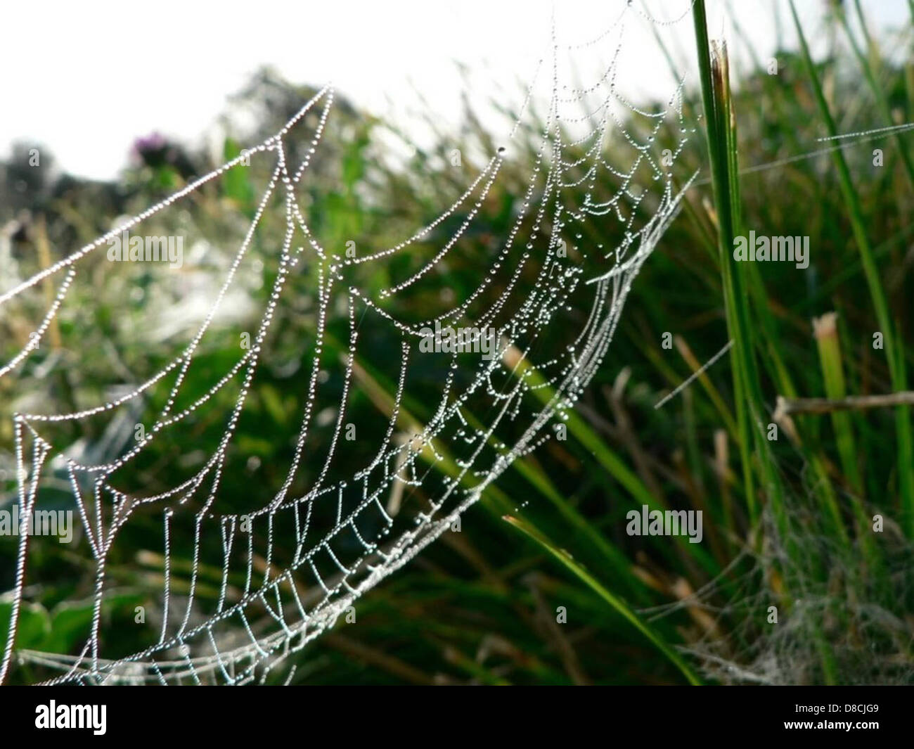 Spider web on grass covered with dew hi-res stock photography and ...