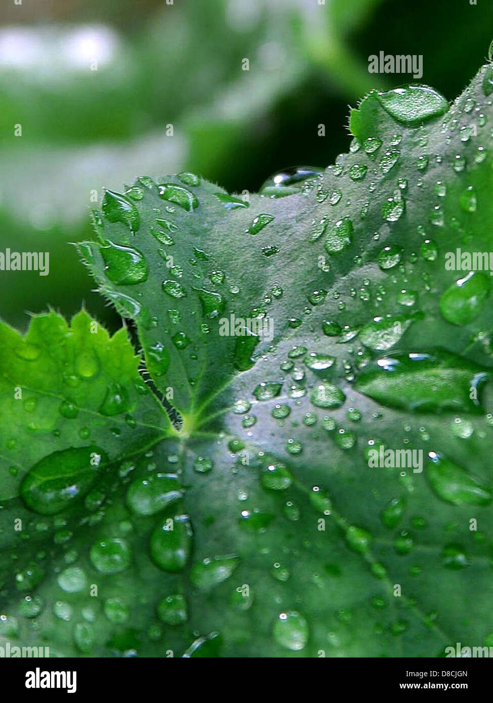 Dew water droplets drops Stock Photo - Alamy