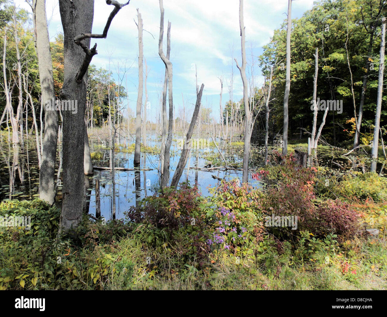 Summer marsh hi-res stock photography and images - Alamy