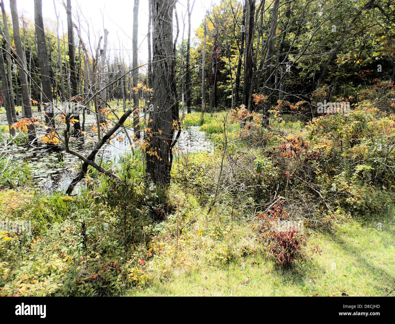 Marsh in the summertime Stock Photo - Alamy