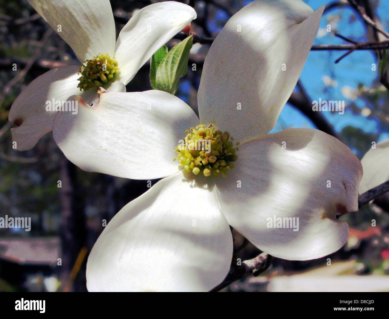 A close-up of a dogwood tree flower, partially shaded, with its ...