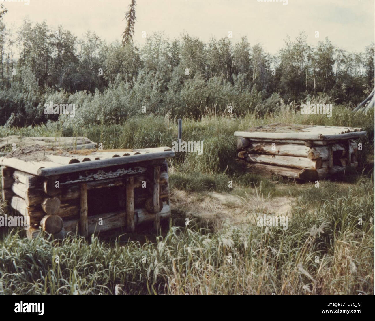 Dog houses built from logs provide a rustic and natural shelter for ...