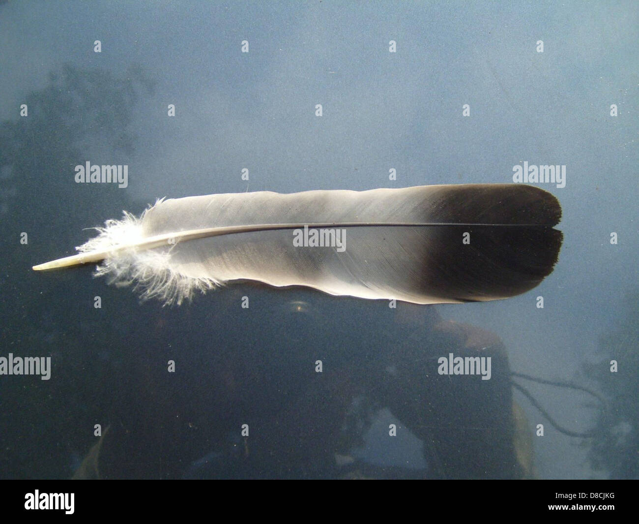 A delicate dove feather, often symbolizing peace and purity. Doves are ...