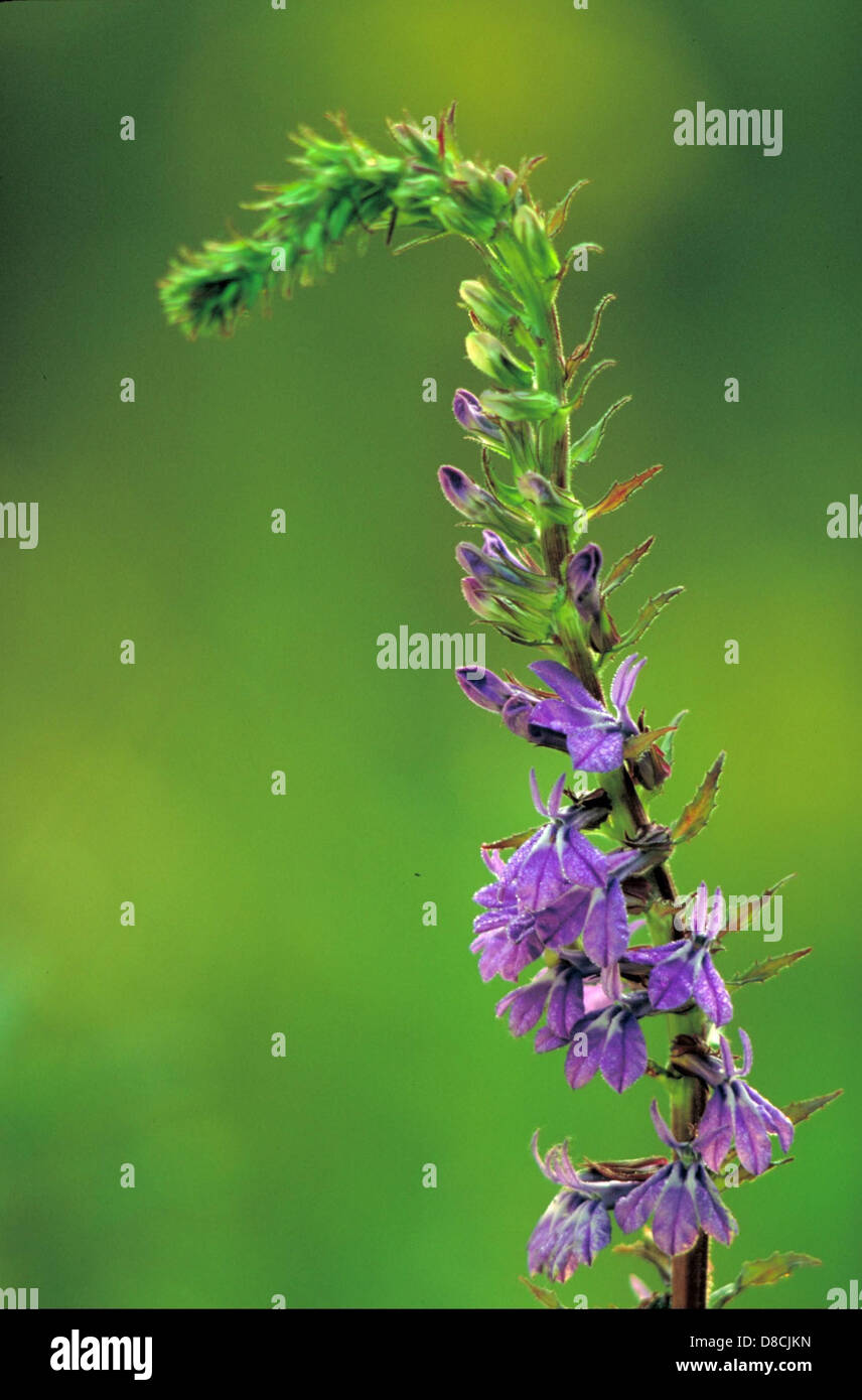 A close-up image of a downy lobelia flower, showcasing its delicate ...