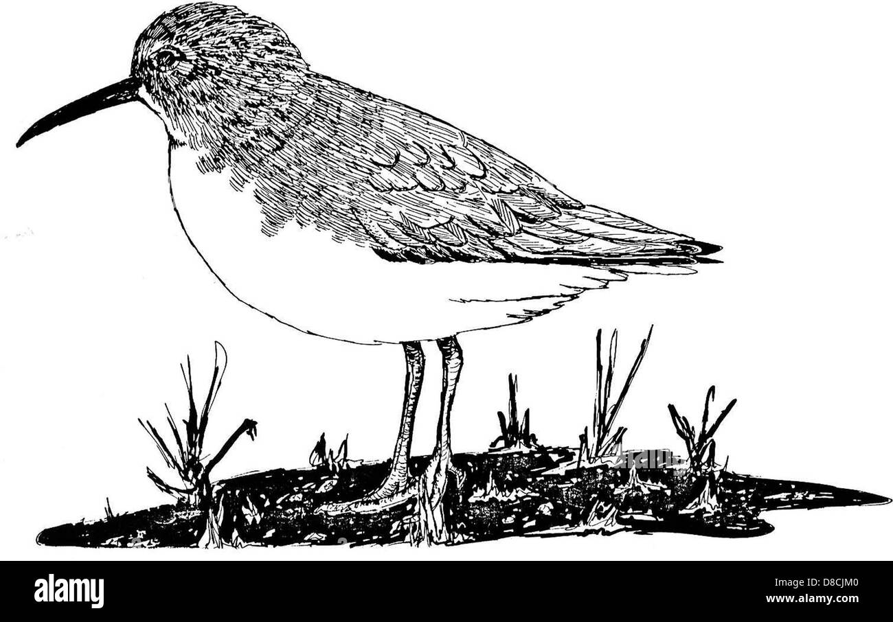 A detailed drawing of a Calidris alpina (Dunlin) bird is made on white ...