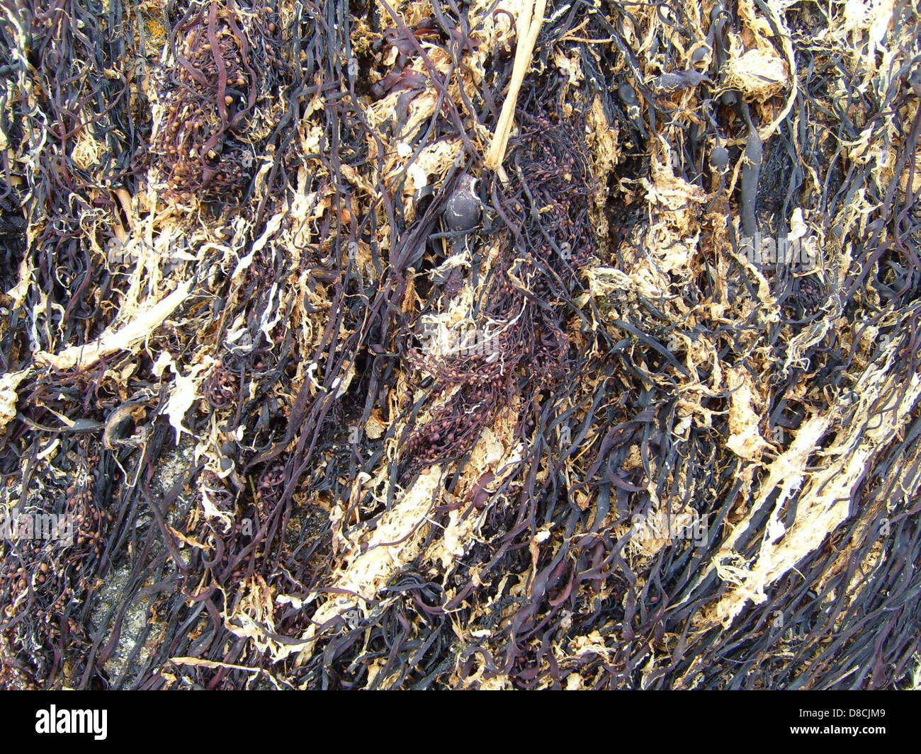 Dried seaweed displayed on a flat surface, showcasing its texture and ...