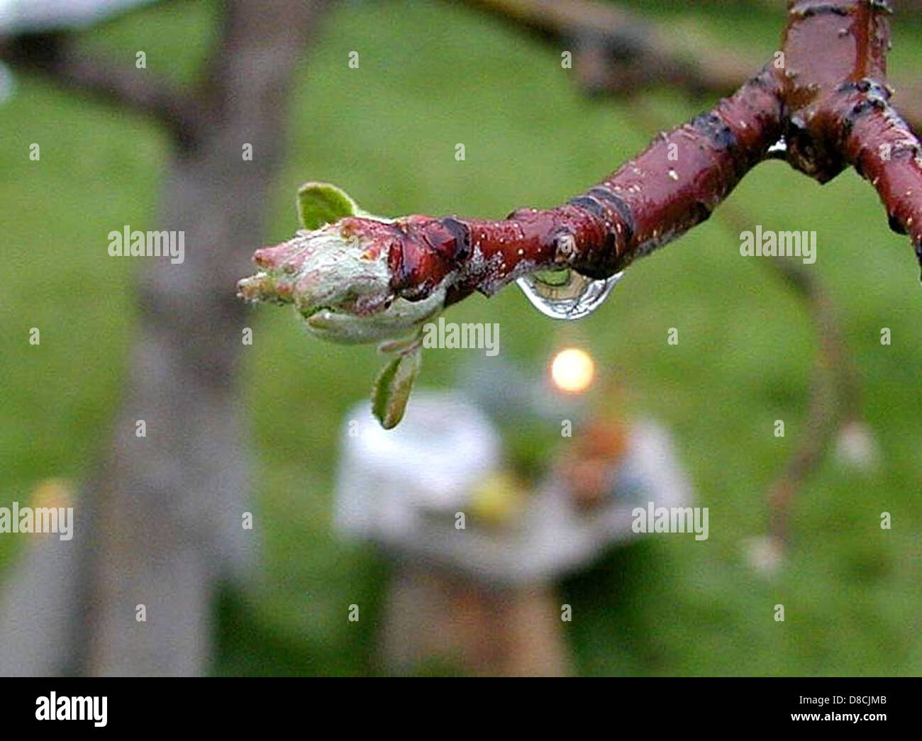 This stock photo shows water droplets dripping from tree branches with ...