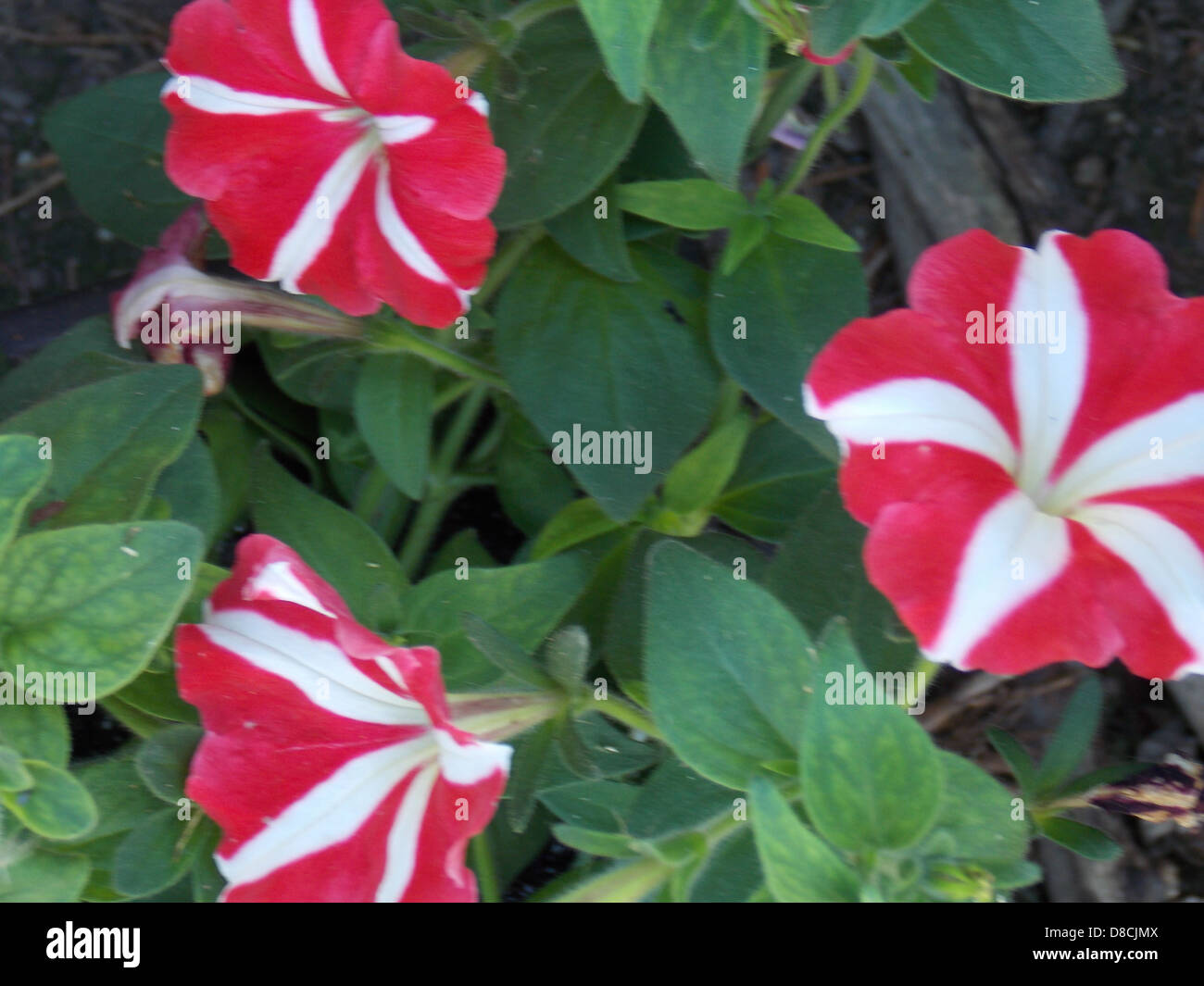 White stripe hi-res stock photography and images - Alamy