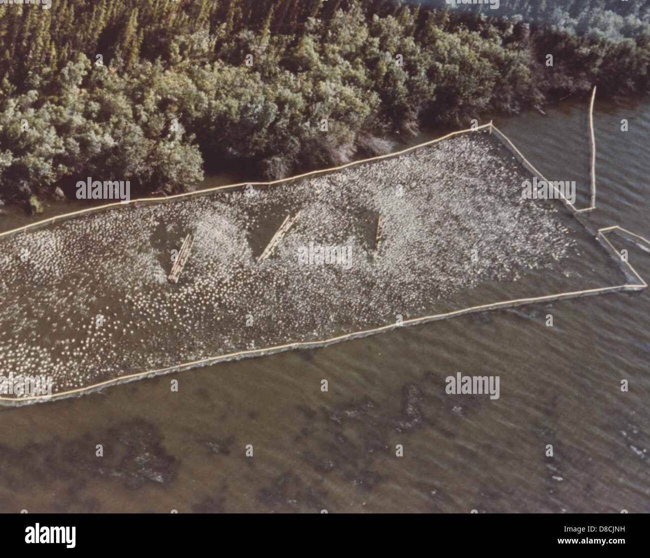 A duck trap is set along the river, designed to capture waterfowl. The ...