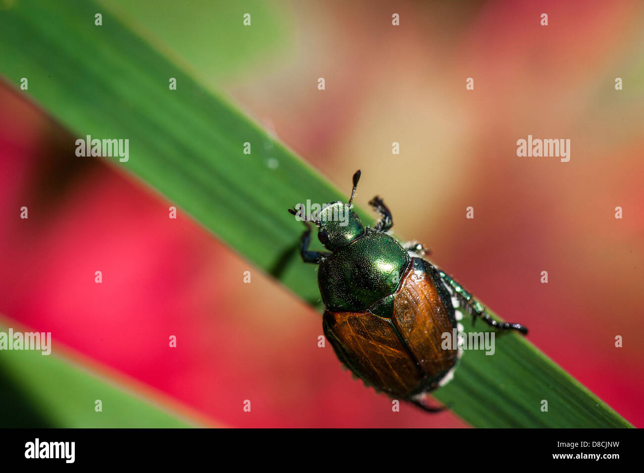 Japanese beetle hi-res stock photography and images - Alamy