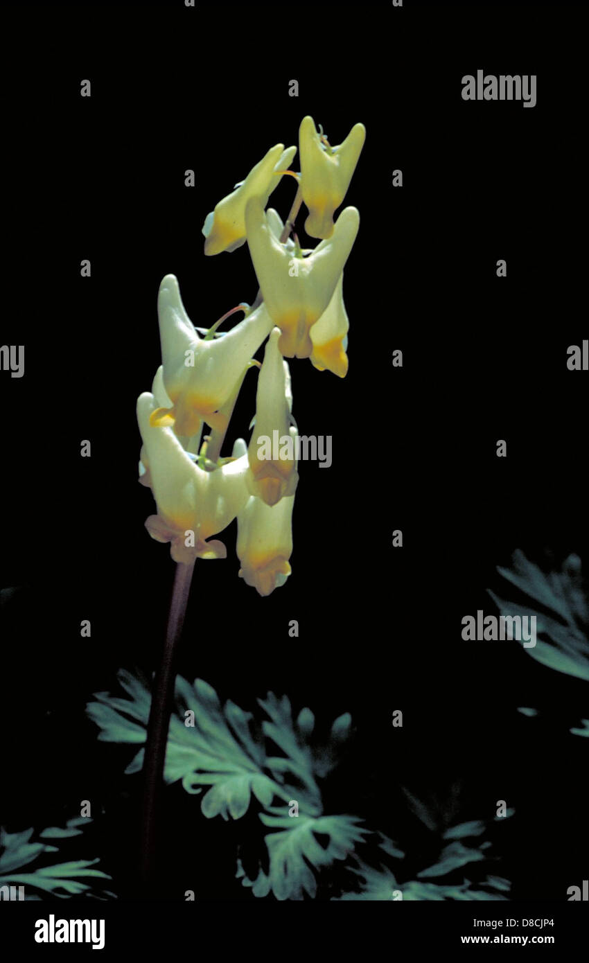 This image features Dutchman's Breeches, a unique flower known for its ...