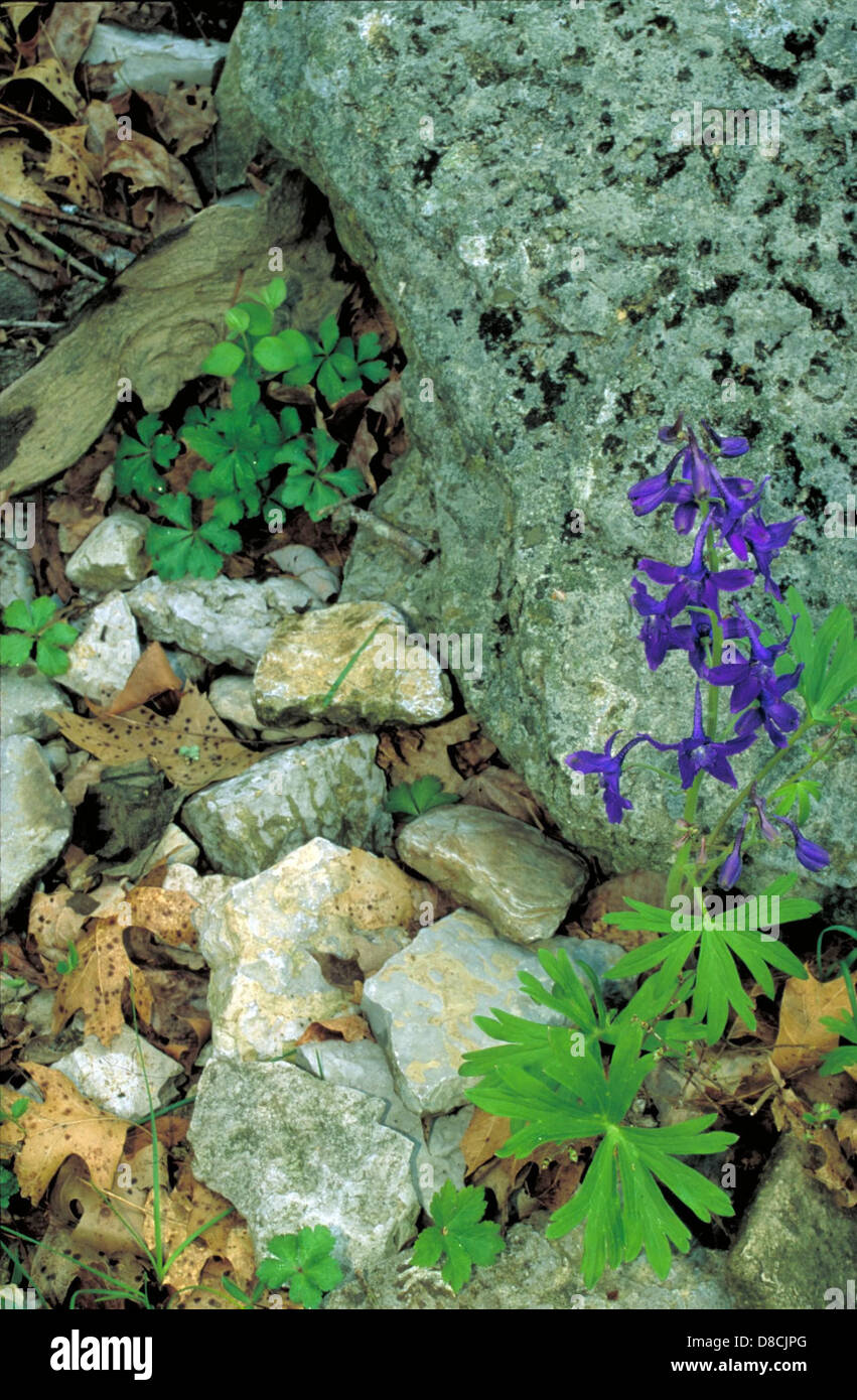 Common larkspur hi-res stock photography and images - Alamy