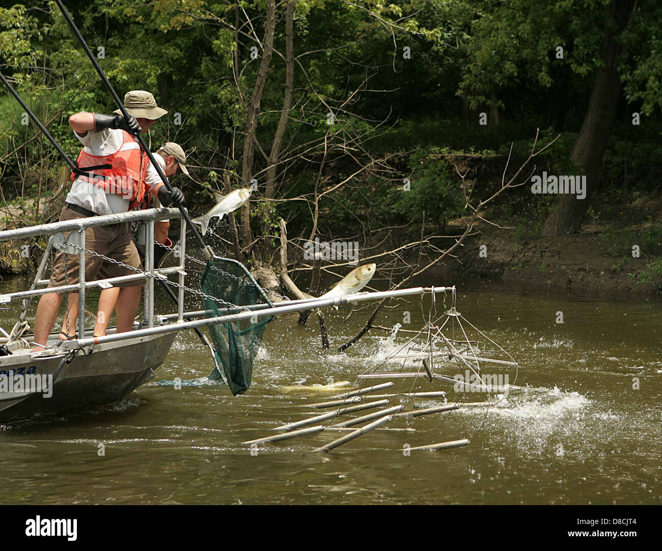 This image shows electrofishing equipment used to capture Asian carp ...