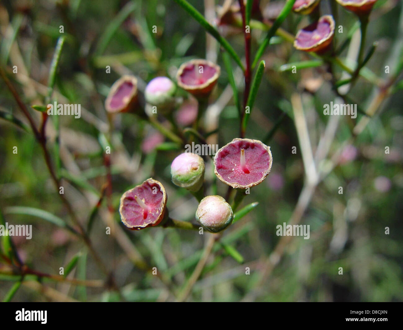 Image shows process seed hi-res stock photography and images - Alamy