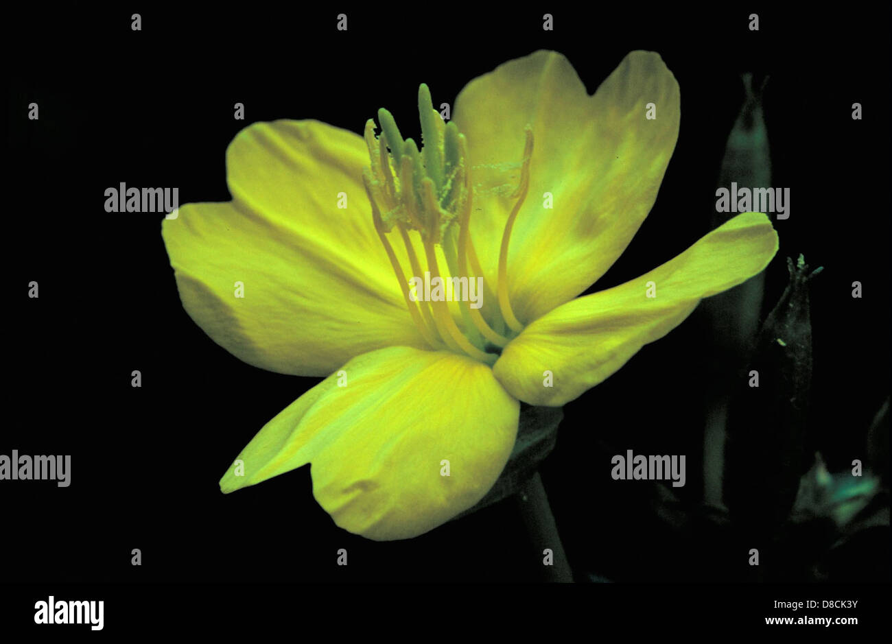 The evening primrose flower is captured in full bloom, showcasing its ...