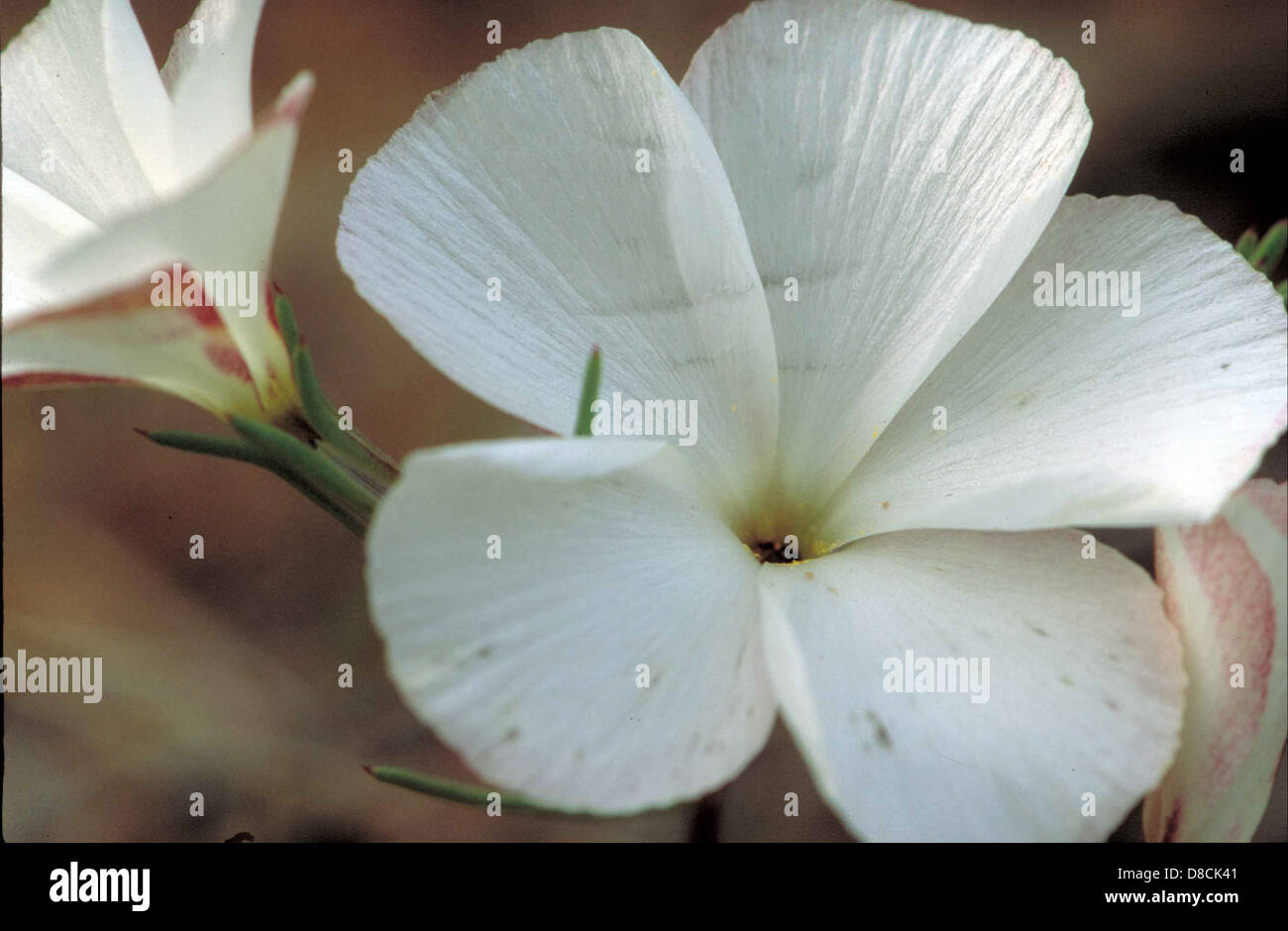 A close-up image of the flower Linanthus dichotomus, also known as the ...