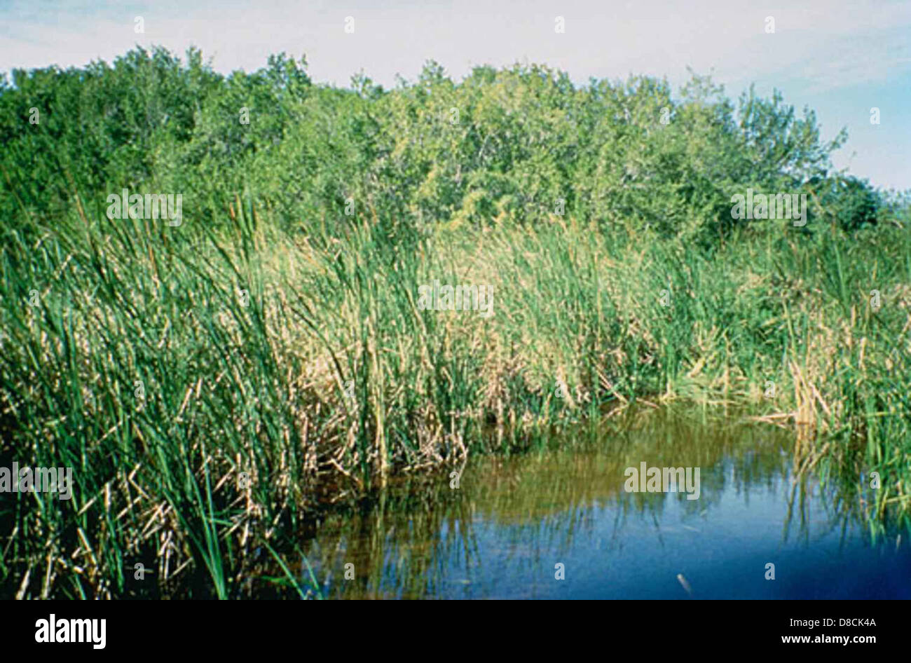 Everglades National Park in Florida, a vast ecosystem of wetlands ...
