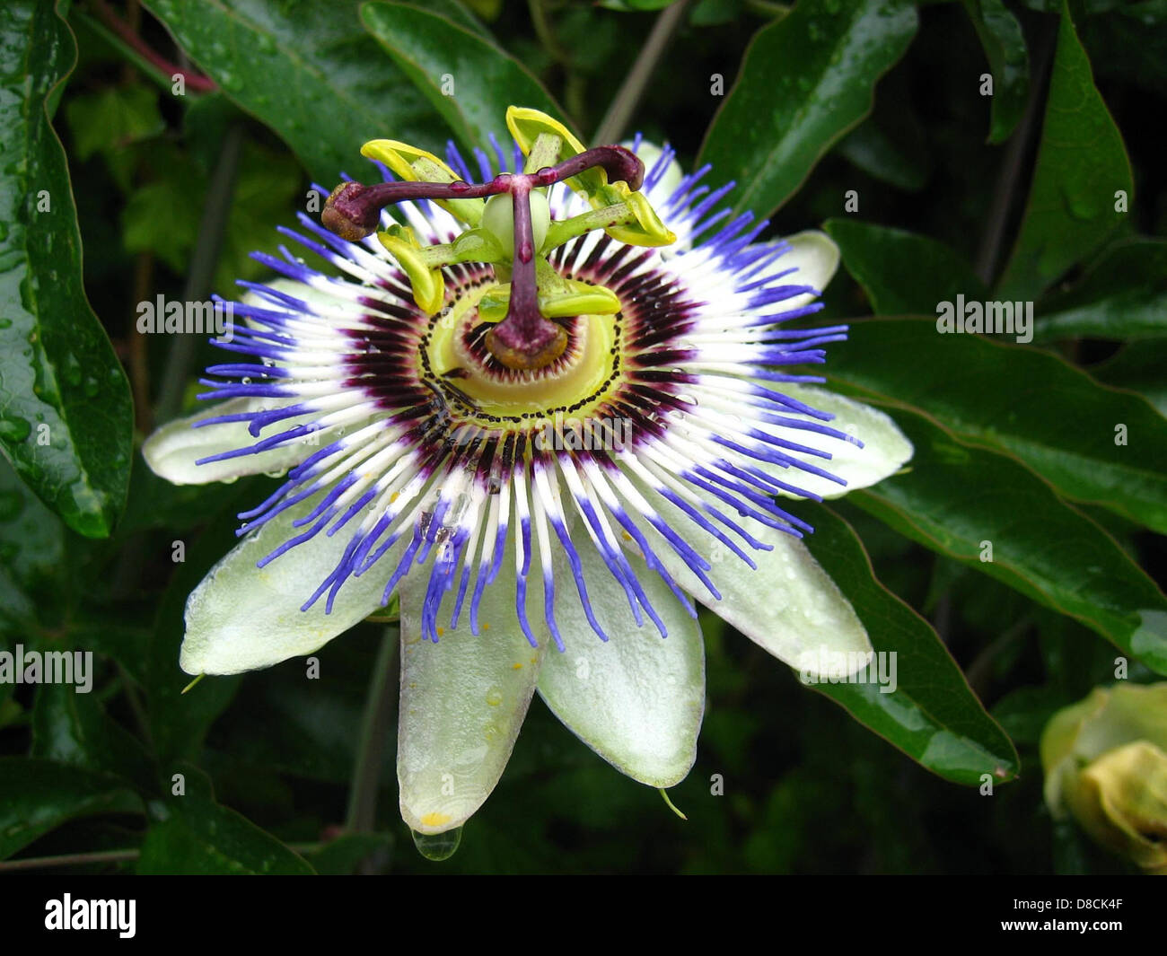 An exotic flower with vibrant, unusual colors and a unique shape ...