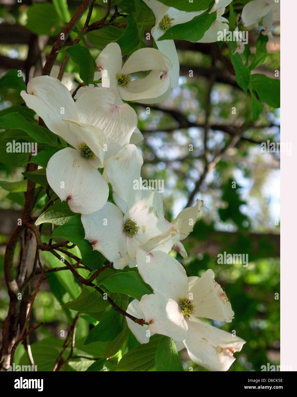 This extreme close-up captures the delicate beauty of a dogwood blossom, showcasing the ...