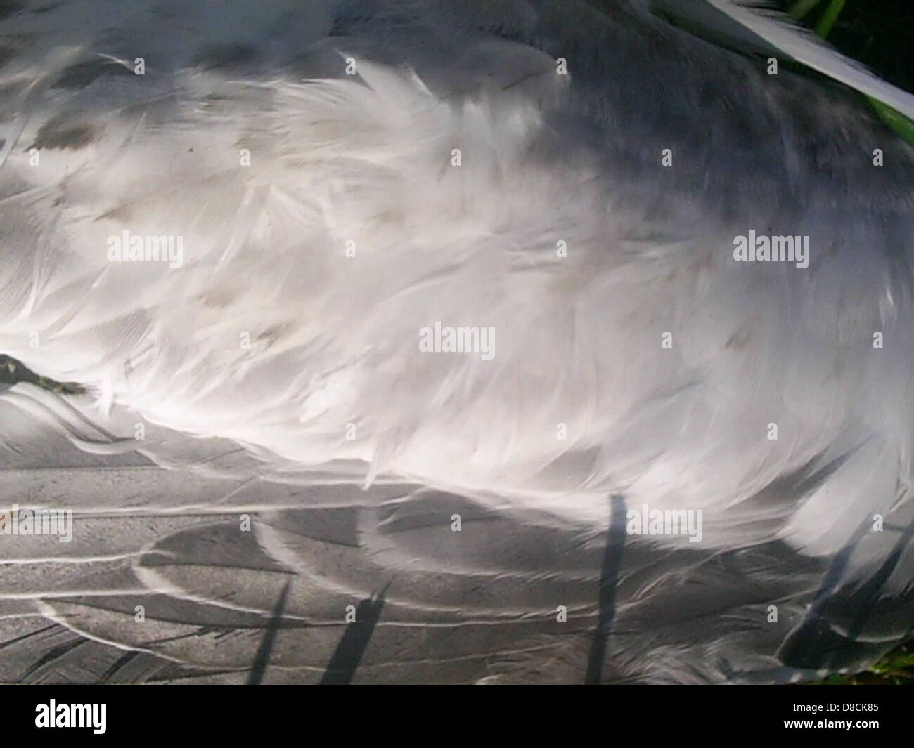 Highlighting individual feathers hi-res stock photography and images ...