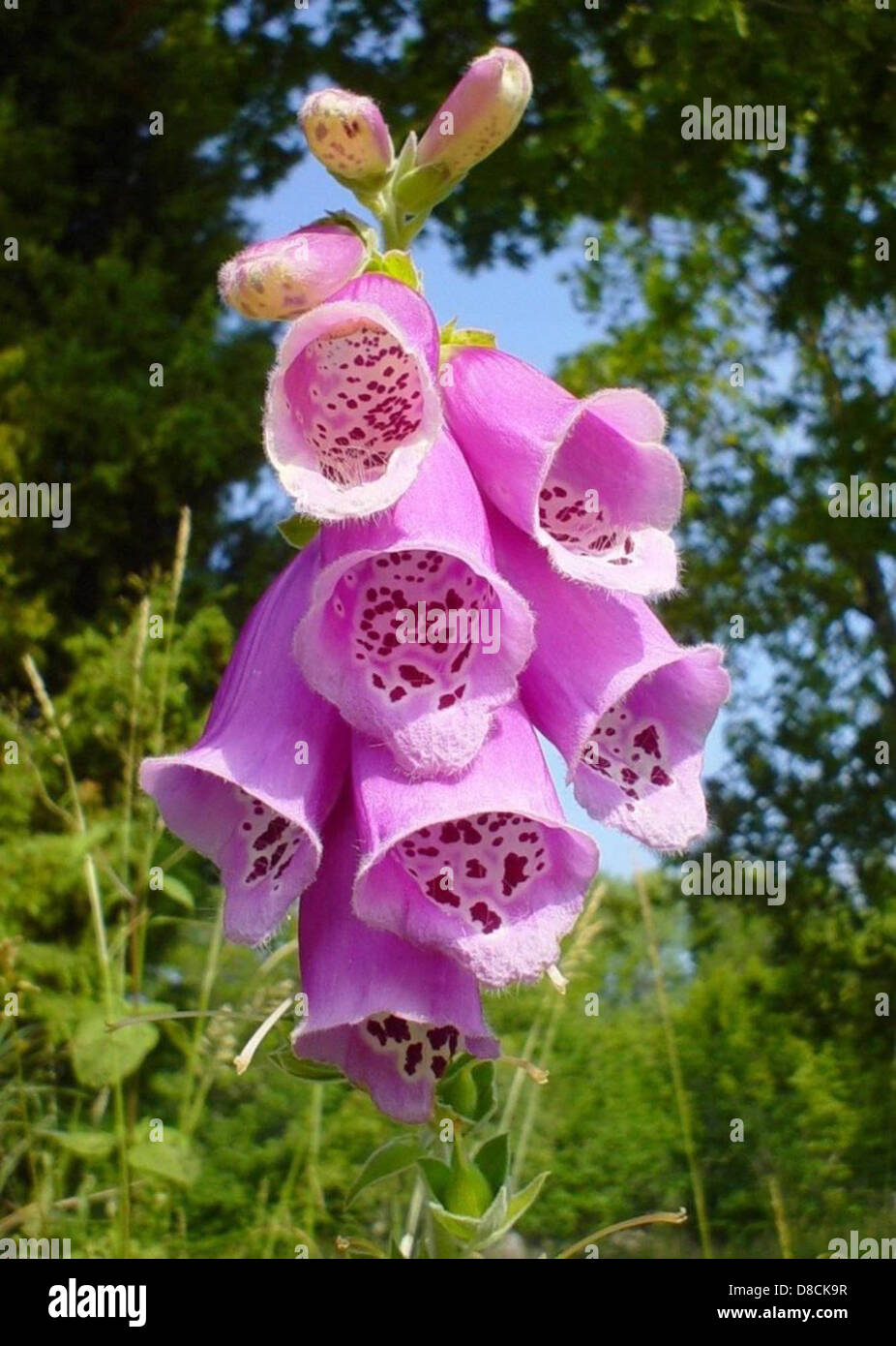 Finger like flowers hi-res stock photography and images - Alamy