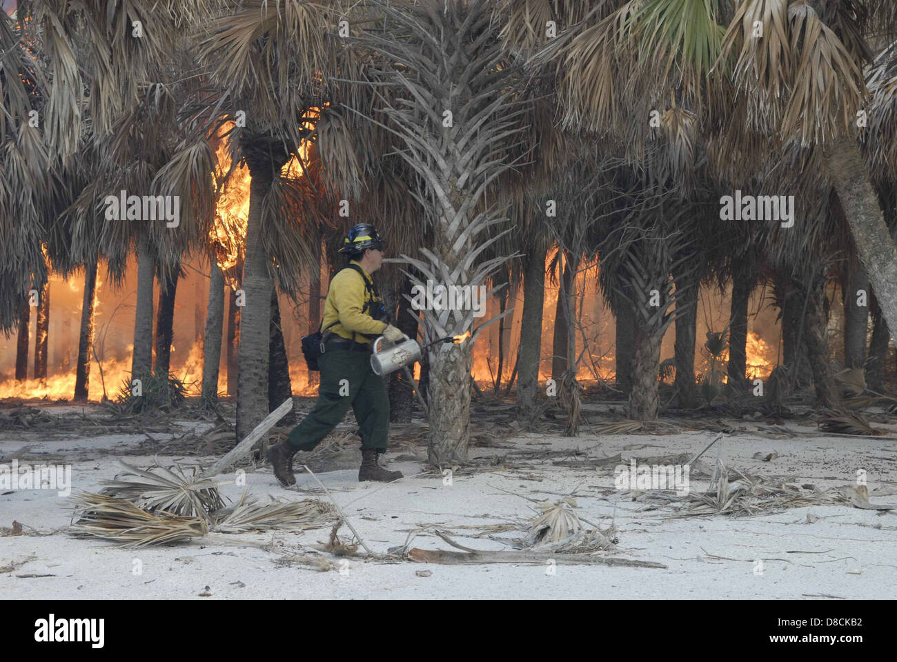 Firefighters monitor a prescribed burn in a palm forest. The controlled ...