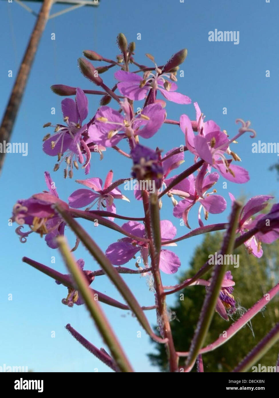 A photo of the fireweed plant, featuring vibrant purple flowers in ...