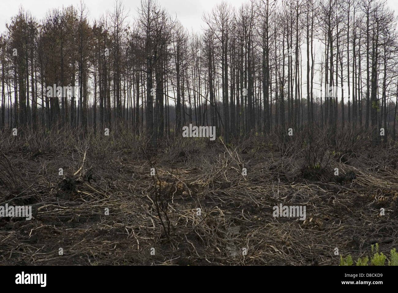 This image depicts the aftermath of a fire, showing the damage to ...