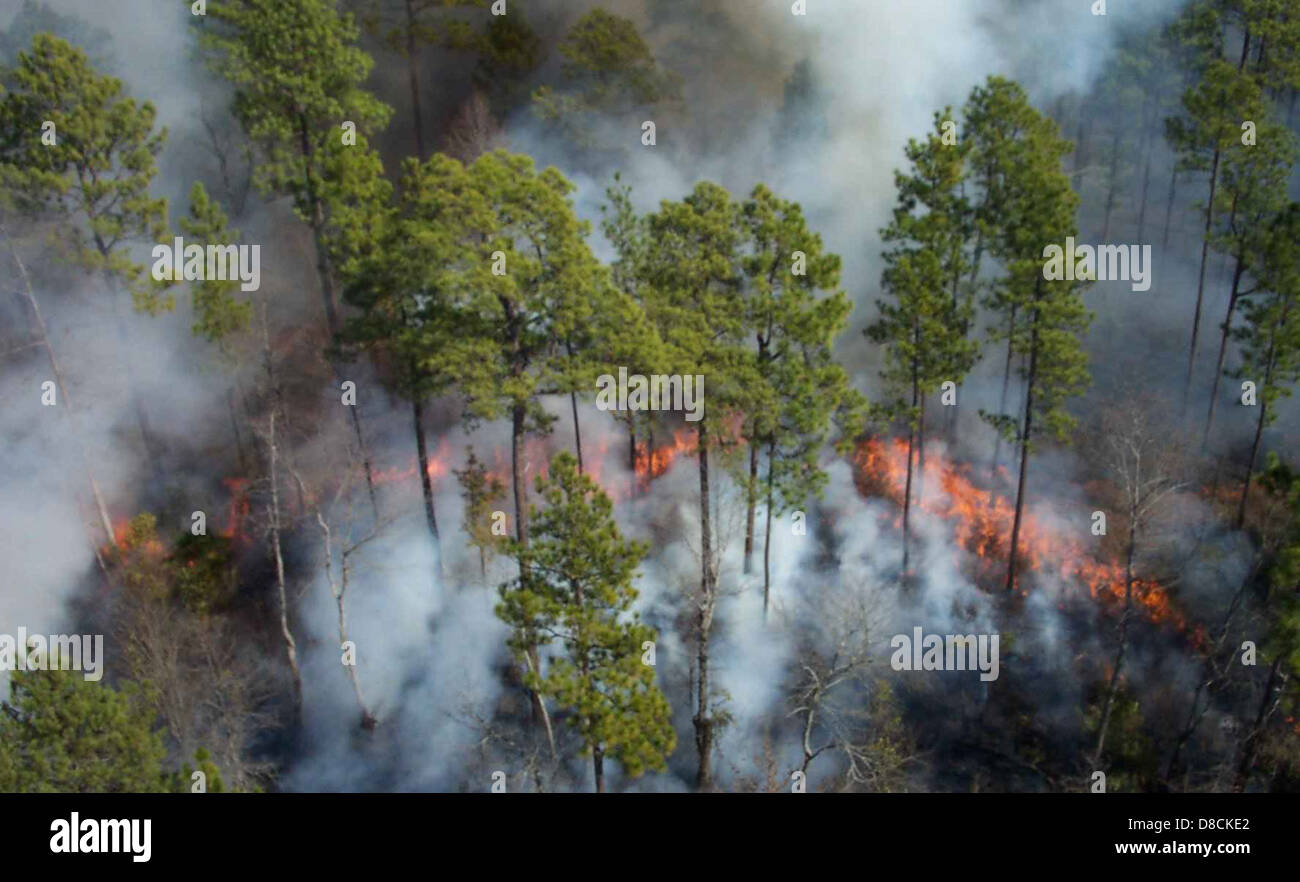 A forest fire burns through trees and underbrush, spreading rapidly through the woodland ...