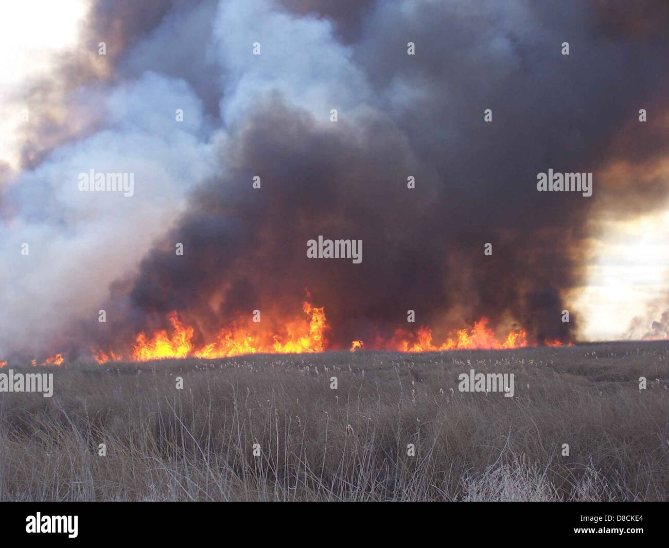 This image shows a controlled fire burning across a tule marsh during a ...