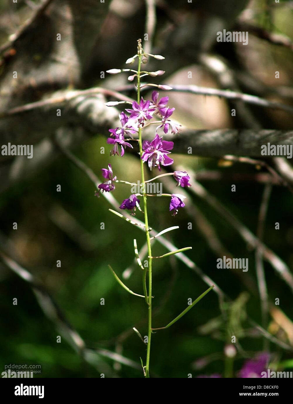 The first spring flowers emerge in a mountain setting, signaling the ...